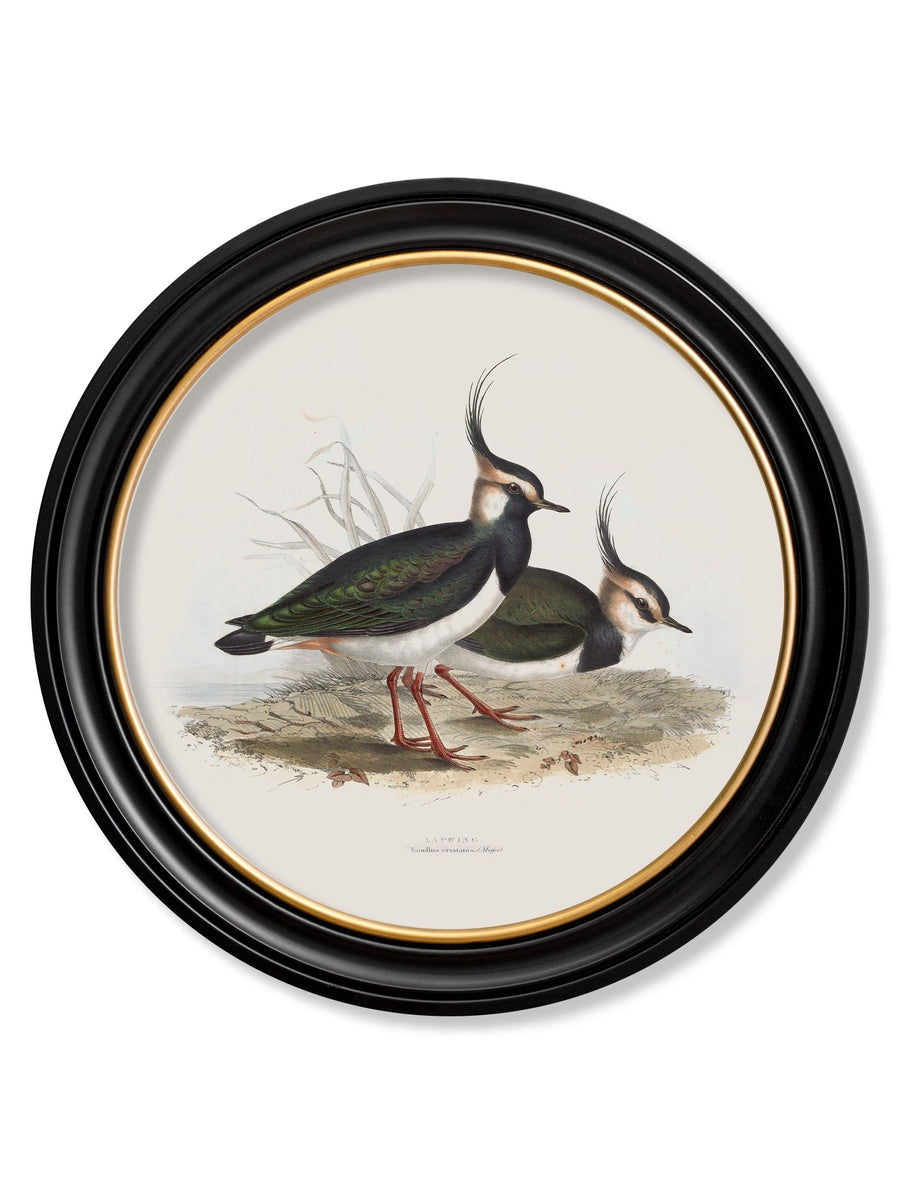 British Coastal Birds – Oxford Round Framed Print – Shropshire Design